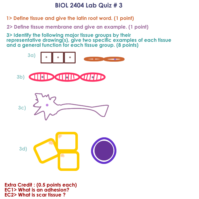 faculty.collin.edu - /mweis/A&P Basics/Lab/Basics Lab Quizzes/Lab quizzes with links for drw or ...